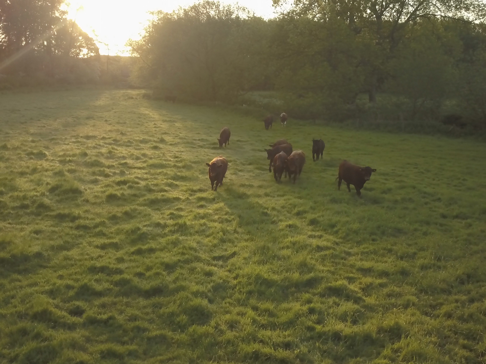 Fresh Meat & Butchery | Emmerdale Farm Shop